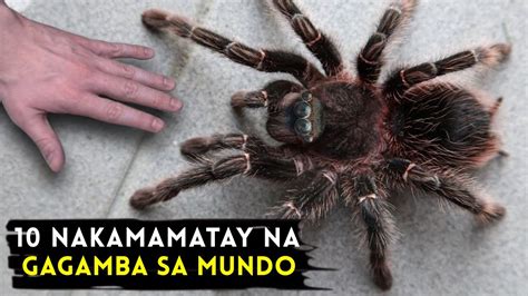 10 Pinaka Nakamamatay Na Gagamba Sa Mundo Gagamba Na Matindi Pa Sa