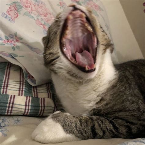 Draw My Weird Ass Cat Yawning Do Your Worst Rredditgetsdrawnbadly