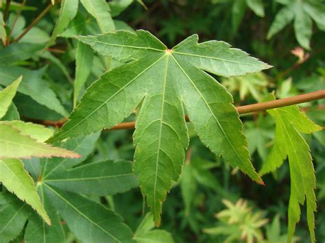 Acer Palmatum Identification Health Benefits Uses Invasive Concerns