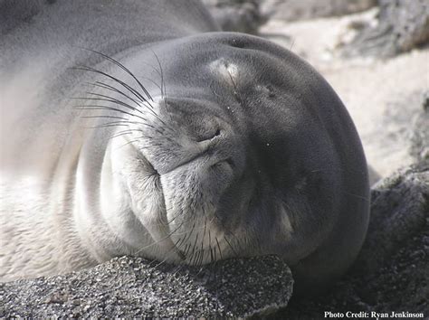 Hawaiian Monk Seal