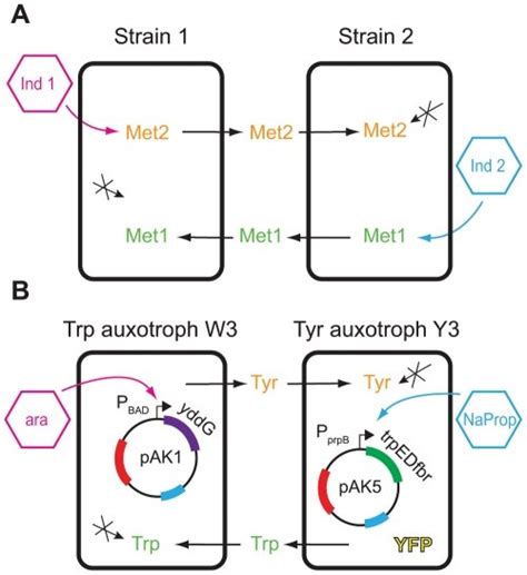 A In This General Design Inducer 1 And Inducer 2 Control The Export Download Scientific