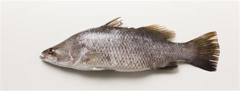 Tassal Barramundi Whole Barramundi