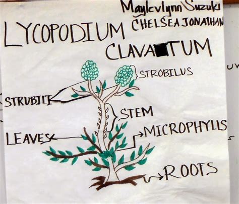 Lycophyte And Monilophyte Student Presentations