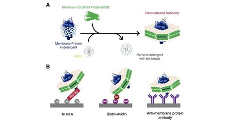 Biointron On Linkedin Anti Nanodisc Antibodies Specifically Capture