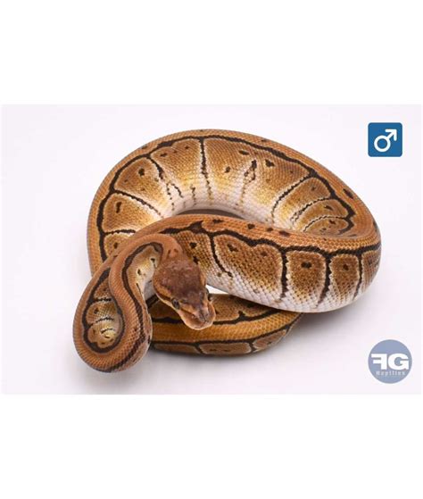 Achat Python Royalpython Regius En Ligne Fg Reptiles