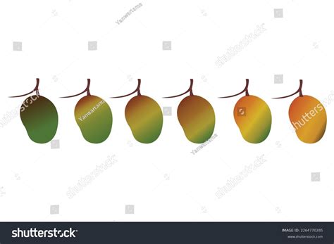 Mango Ripeness Chart White Background Stock Illustration 2264770285
