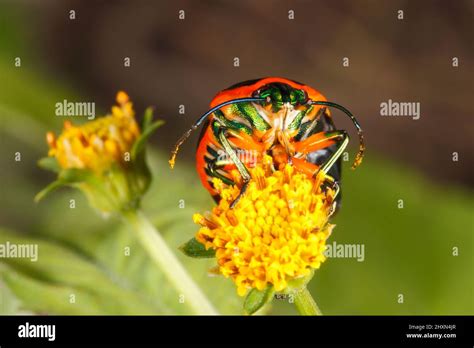 Metallic Jewel Bug Scutiphora Pedicellata Feeding On A Yellow Flower