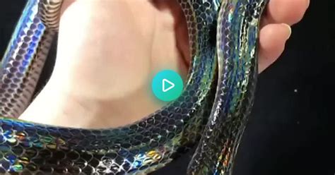 Gorgeous White Lipped Python Album On Imgur