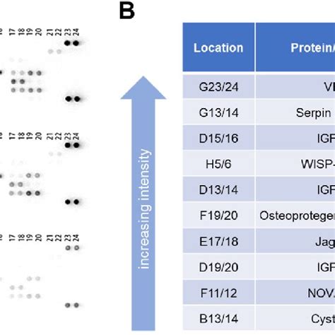 Micro Ct Of A Grafted Bone Defect In A Rat Maxilla 3d Reconstruction