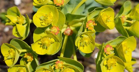 Euphorbia Rigida