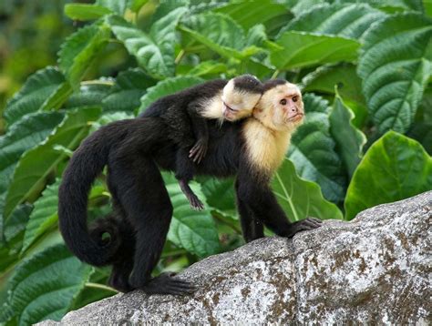 Capuchin Monkey Primate Behavior And Diet Britannica