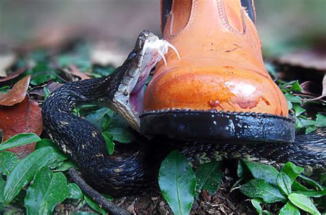 This Scientist Stepped On 40000 Deadly Snakes To Provoke A Bite Here