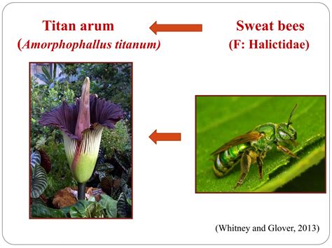 Coevolution Of Plant And Insects Pdf