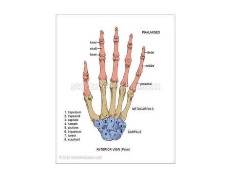 Congenital Anomalies Of Upper Limb Pptx