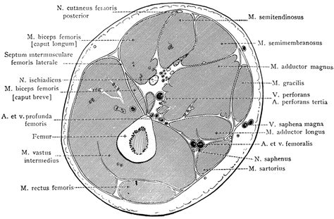 Cross Sectional Thigh Anatomy Muscles Of The Lower Limb Azzu