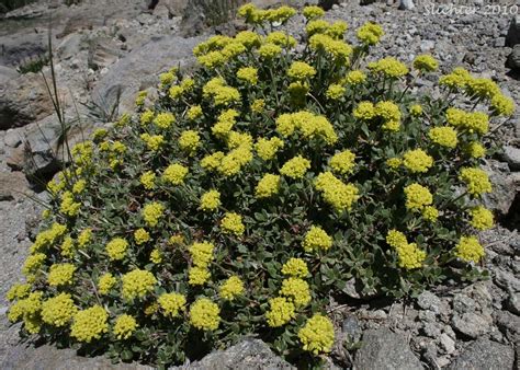 Haussknechts Buckwheat Haussknechts Sulphur Flower Sulfur Flower