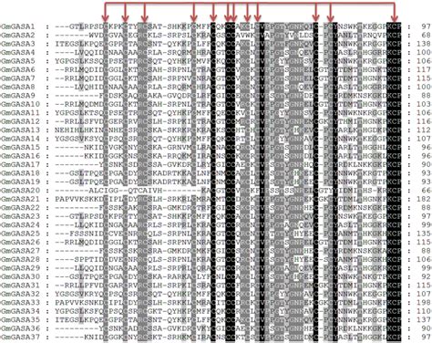 Sequence Alignment Of Gmgasa Proteins From Soybean Amino Acid Sequence