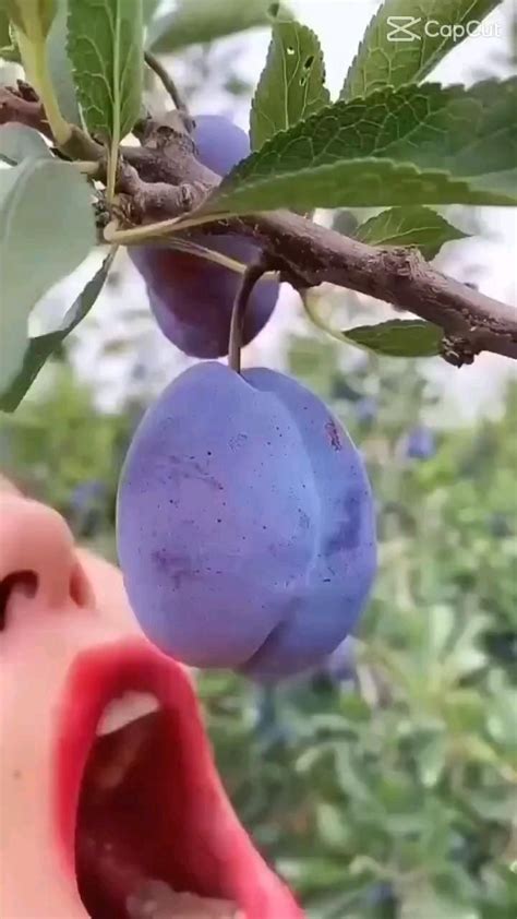 Pin Di Tristan Caron Su Lol Le Immagini Più Divertenti Immagini