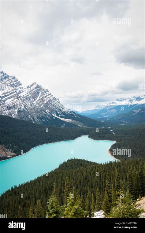 Peyto Lake Is A Glacier Fed Lake In Banff National Park In Canadian