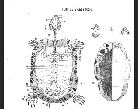 Turtle Pt 3 Diagram Quizlet