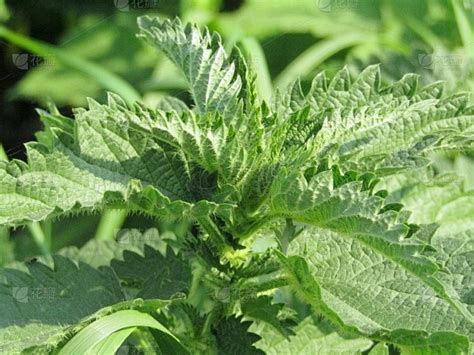 特写镜头的荨麻