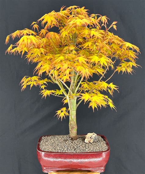 Katsura Japanese Maple Bonsai Tree Acer Palmatum ‘katsura