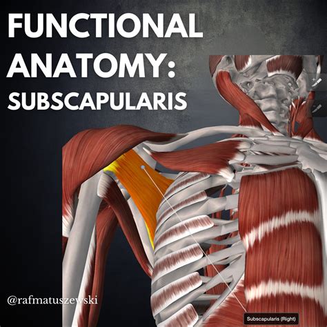 Kinstretch 💪 Functional Anatomy 101 Subscapularis 💪 Meet The