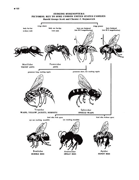 Ant Identification Charts Template Spa Premium Template