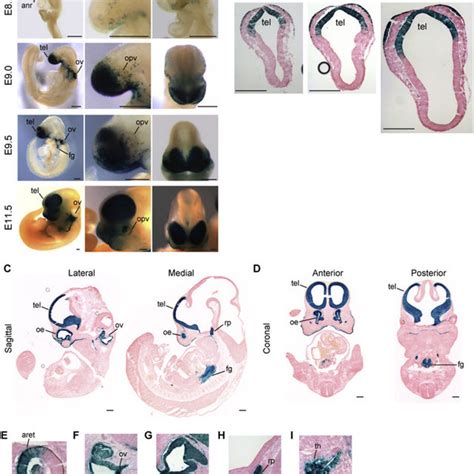 Pdf Generation And Analysis Of An Improved Foxg1 Ires Cre Driver Mouse Line