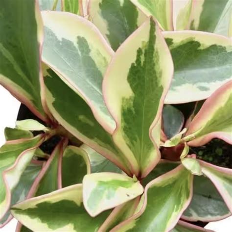 Peperomia Ginny Care Guide The Tropical Succulent Plant Garden Lively