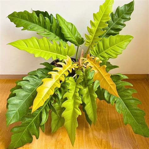 Ring Of Fire Philodendron