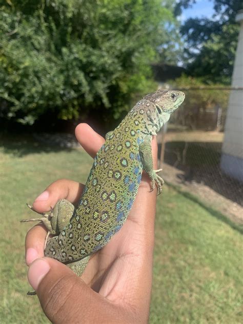 What Kind Of Lizard Is This Gremiln R Lizards
