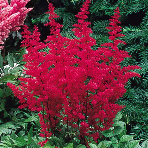 Astilbe Red J Parker Dutch Bulbs