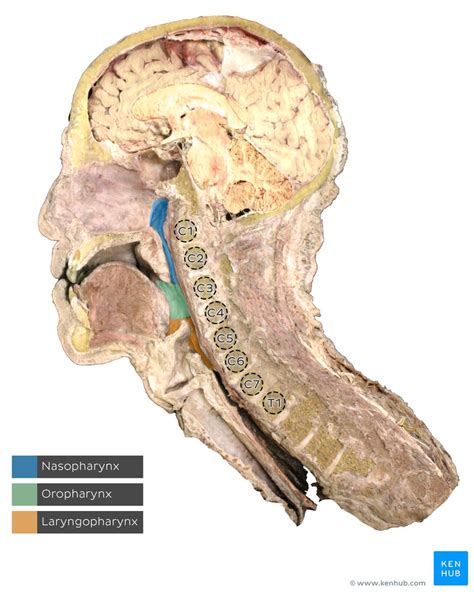 Pharynx Throat Anatomy Muscles Arteries And Nerves Kenhub
