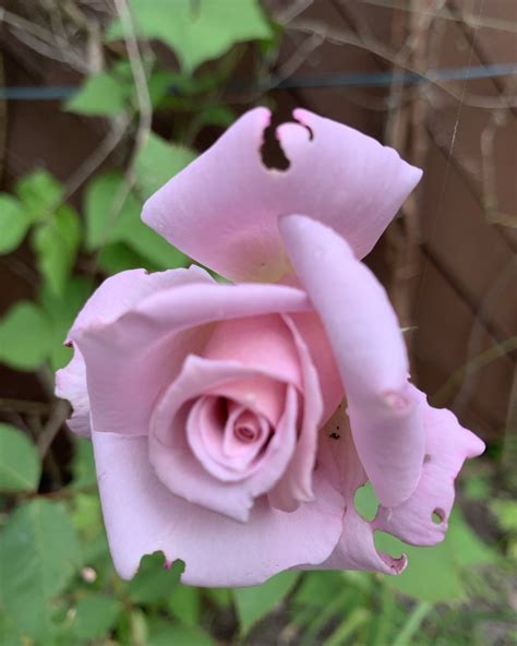 Joachim Jeff Schmidt One Of My Favourite Roses In My Wards Island