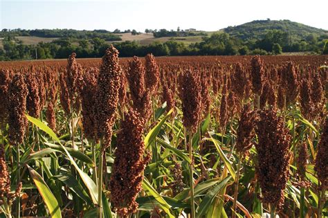 Sorgo Calendario De Siembra Plantación Y Cosecha