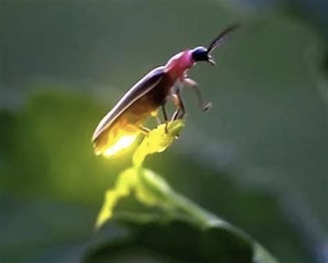 Is It A Firefly Or Lightning Bug New Canaan Land Trust