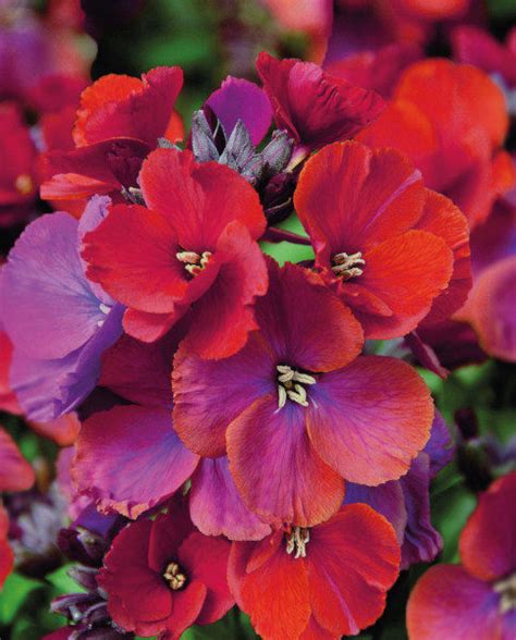 Erysimum Red Jep Hayloft