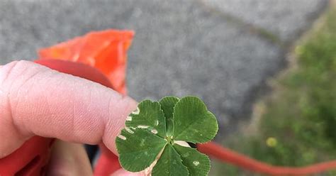 Six Leaf Clover Album On Imgur