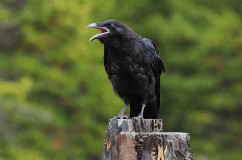 How Long Do Crows Live Average Lifespan Happy Birding