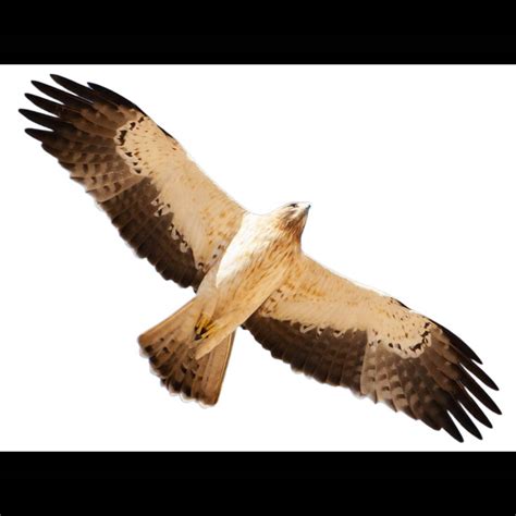 Booted Eagle Hieraaetus Pennatus Identification Birda