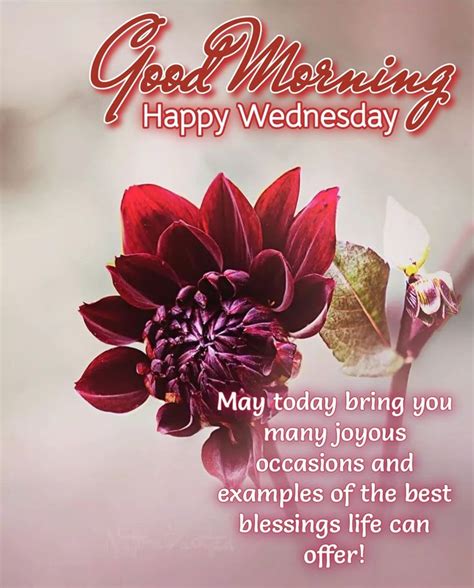 A Red Flower With The Words Good Morning Happy Wednesday On Its Side