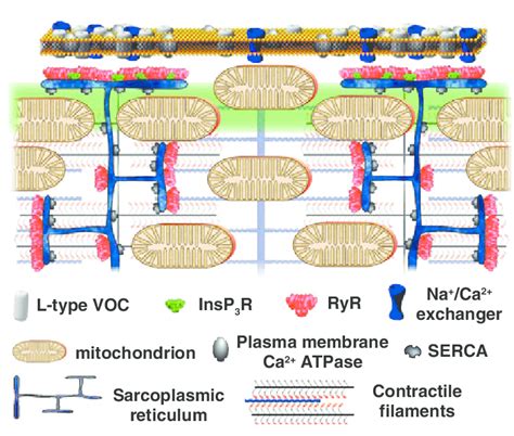 Atrial Myocyte Ca 2 Signalling Machinery The Cartoon Depicts The