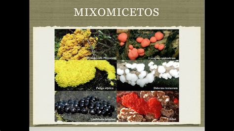 Estación Científica La Malinche Uatx Unam Diversidad De Hongos Y