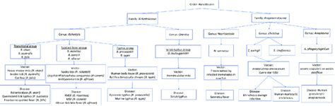 Human Rickettsial Diseases Download Scientific Diagram