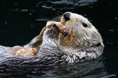 Sea Otters Eating Jellyfish