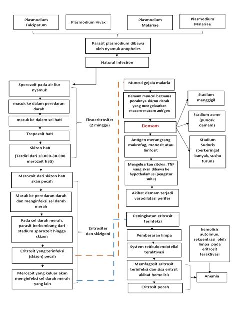 Pathway Malaria Pdf