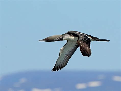 Pacific Loon Ebird