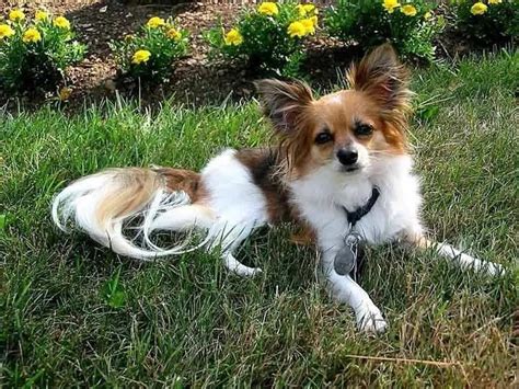 Chihuahua Papillon Mix Puppies
