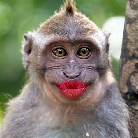 Funny Pictures Of Ugly Monkeys